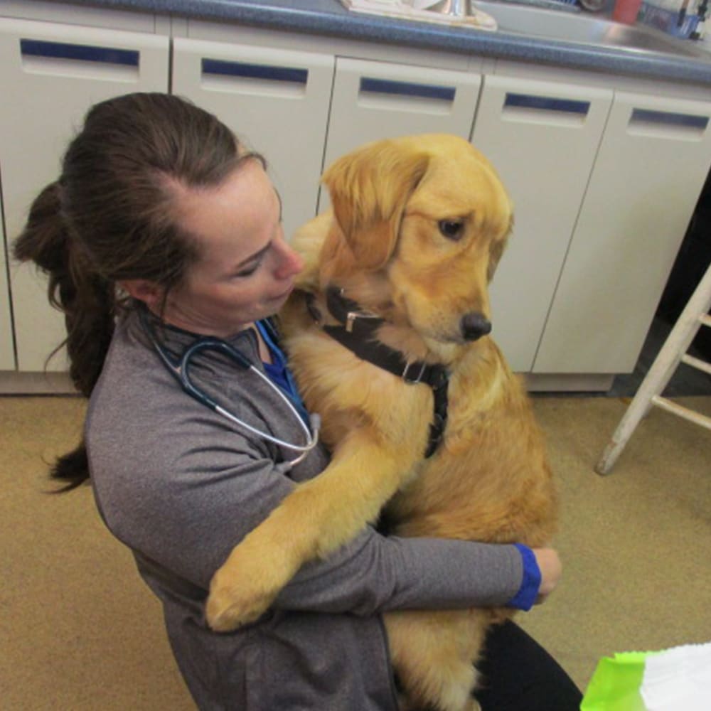 Pet Animal Nutritional Counseling In Bellevue, WA | Bellevue Animal ...
