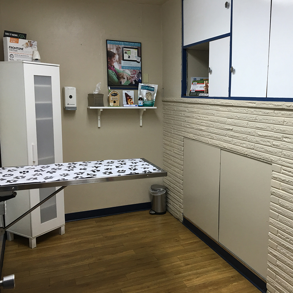 Pet Wellness Exam In Bellevue, WA | Bellevue Animal Hospital Pet Wellness Exam In Bellevue, WA | Bellevue Animal Hospital