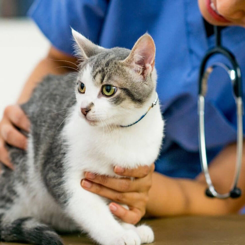 Best Veterinary Hospital In Bellevue, WA | Bellevue Animal Hospital
